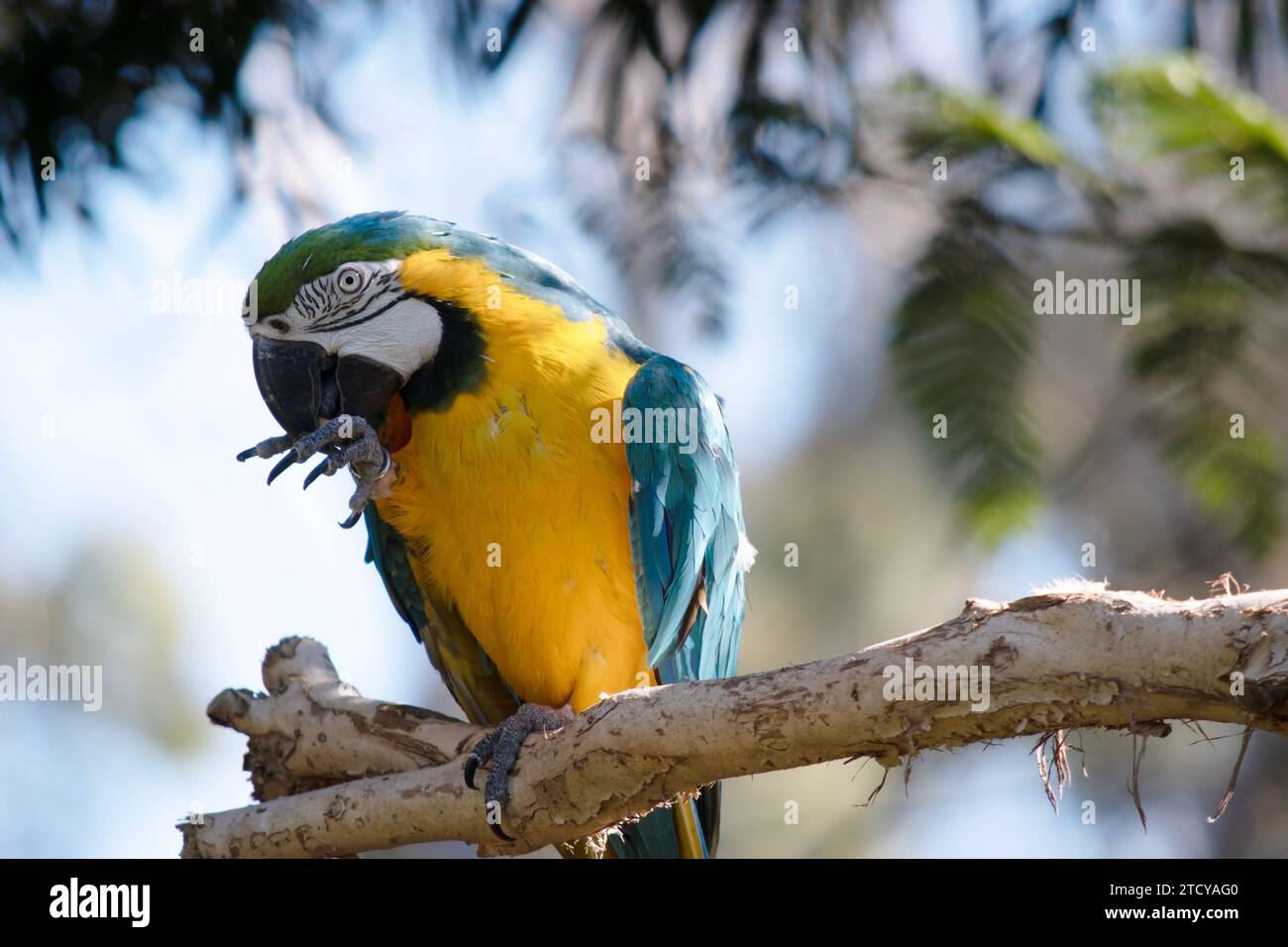 the blue and gold Macaw has back and upper tail feathers of the blue ...