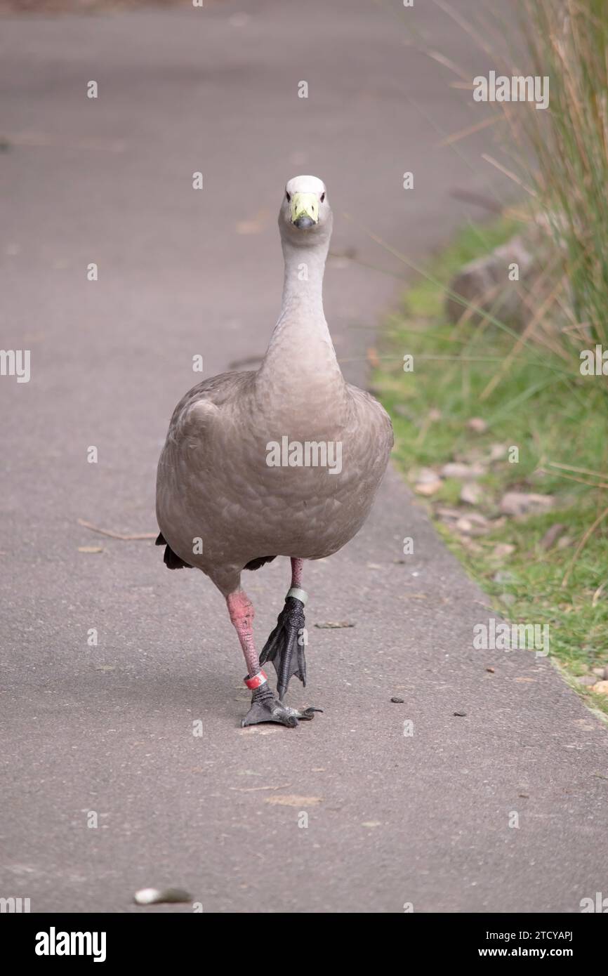 Pale wing spots hi-res stock photography and images - Alamy