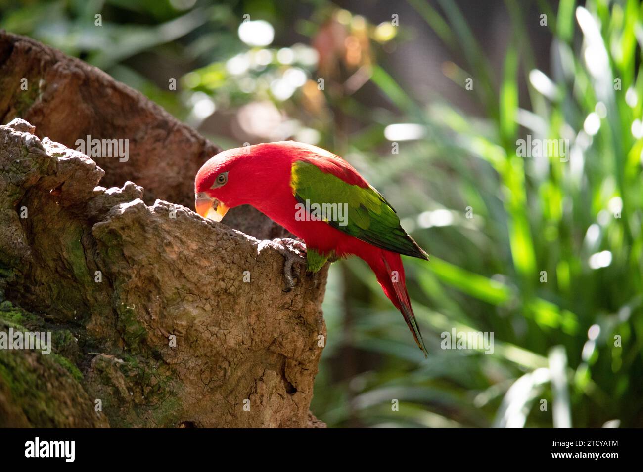 The chattering lory has a red body and a yellow patch on the mantle ...
