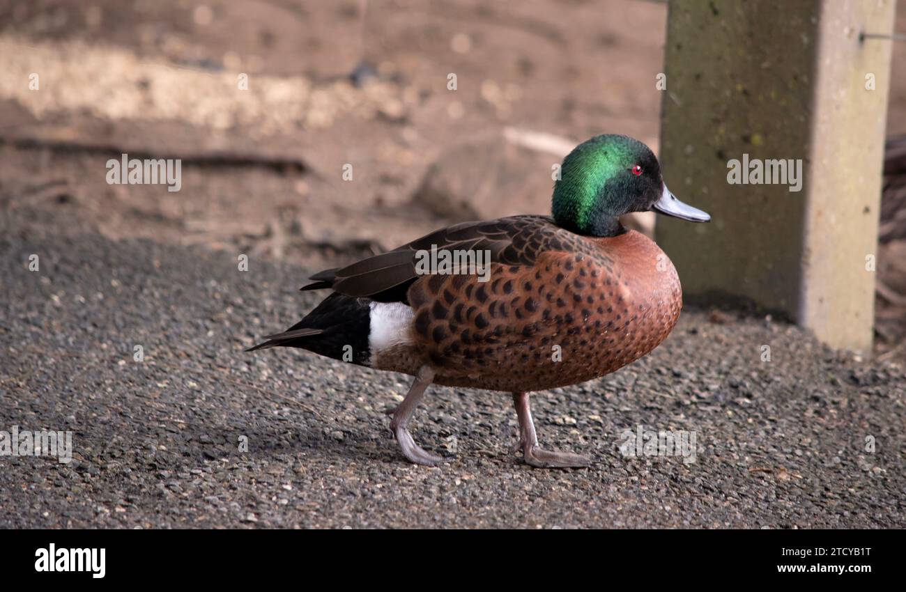 the male the chestnut teal duck has a green head and neck and a brown ...
