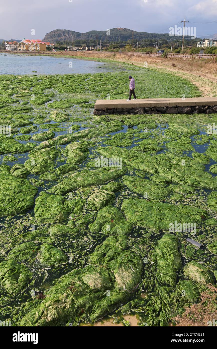 15th Dec, 2023. Invasive green algae pollutes seashore in Jeju This ...