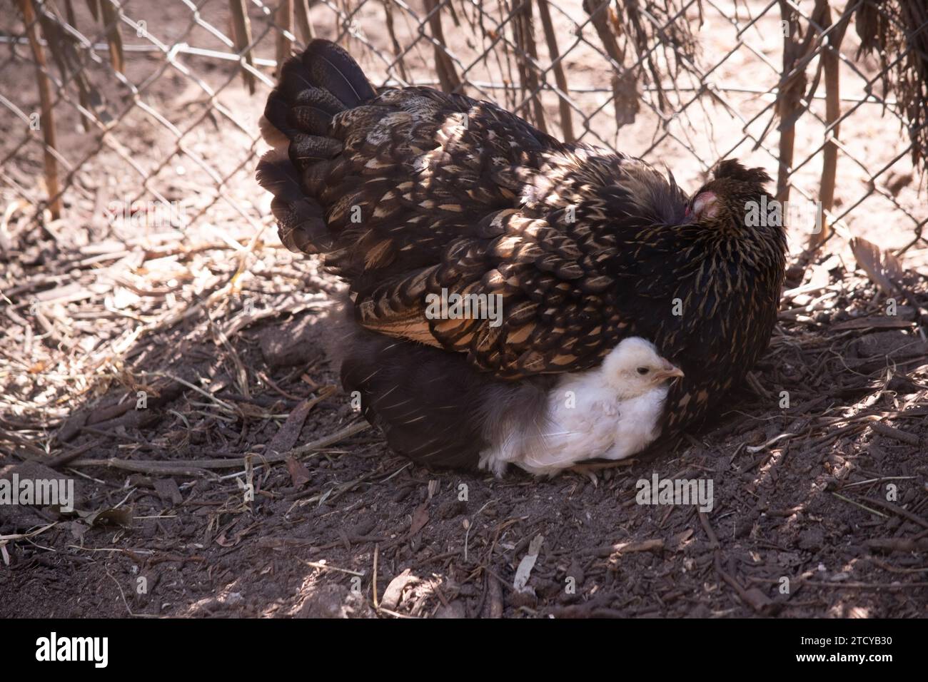 Chick under wing hi-res stock photography and images - Alamy