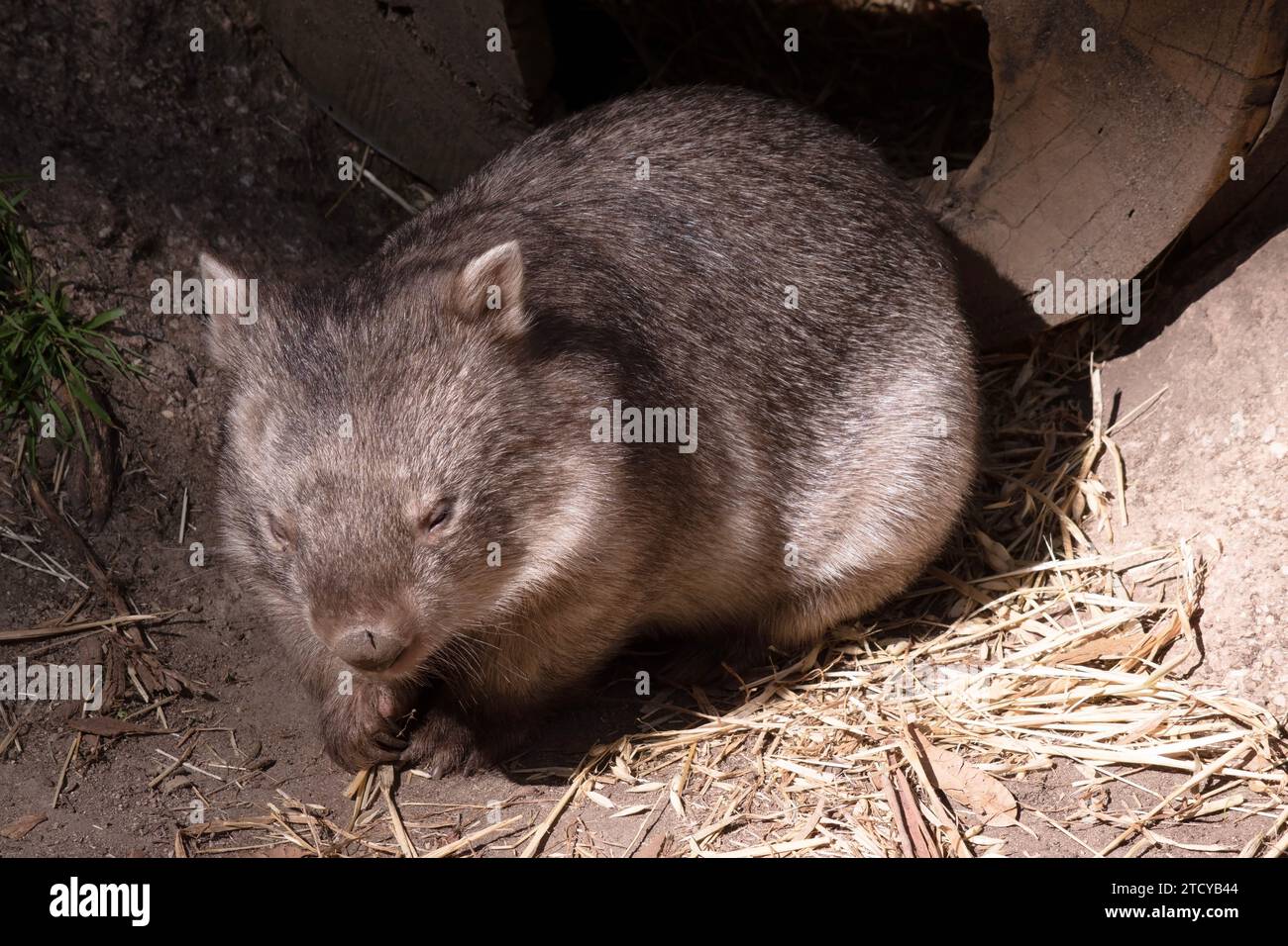 The Common Wombat has a large nose which is shiny black, much like that ...