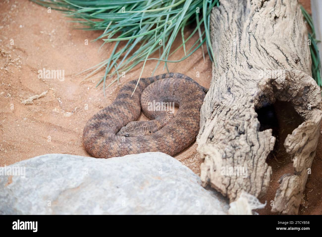Death adder hi-res stock photography and images - Alamy
