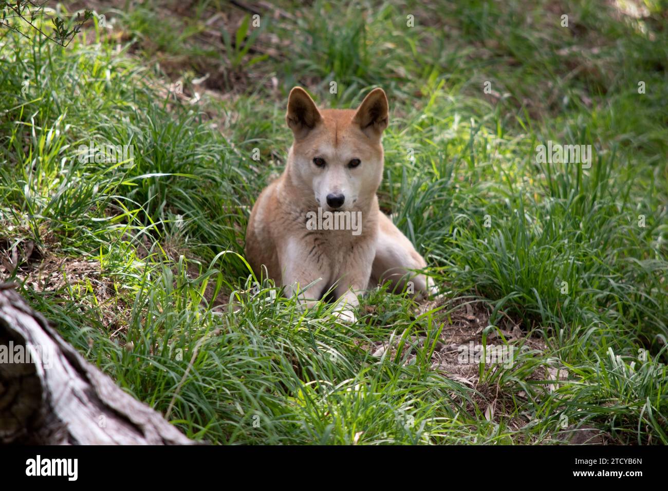 Dingos are a dog-like wolf. They have a long muzzle, erect ears and ...