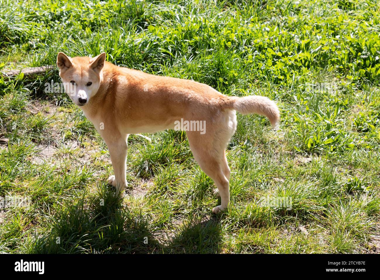Dingos are a dog-like wolf. They have a long muzzle, erect ears and ...
