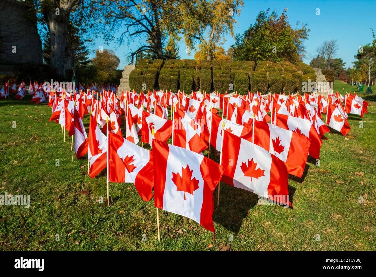many Canadian flags waving on the ground, celebrating Remembrance Day ...