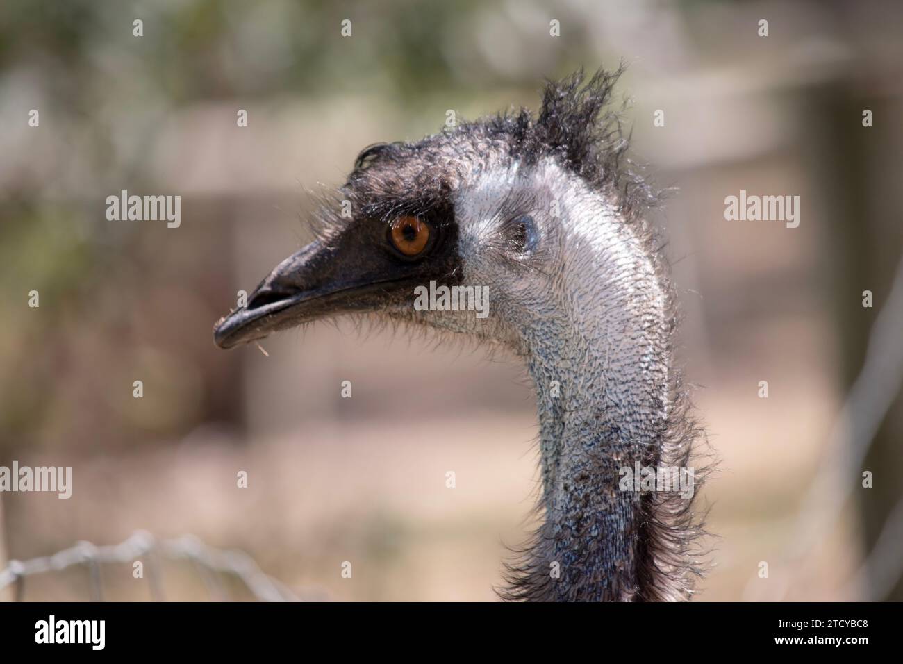 Emus are covered in primitive feathers that are dusky brown to grey ...