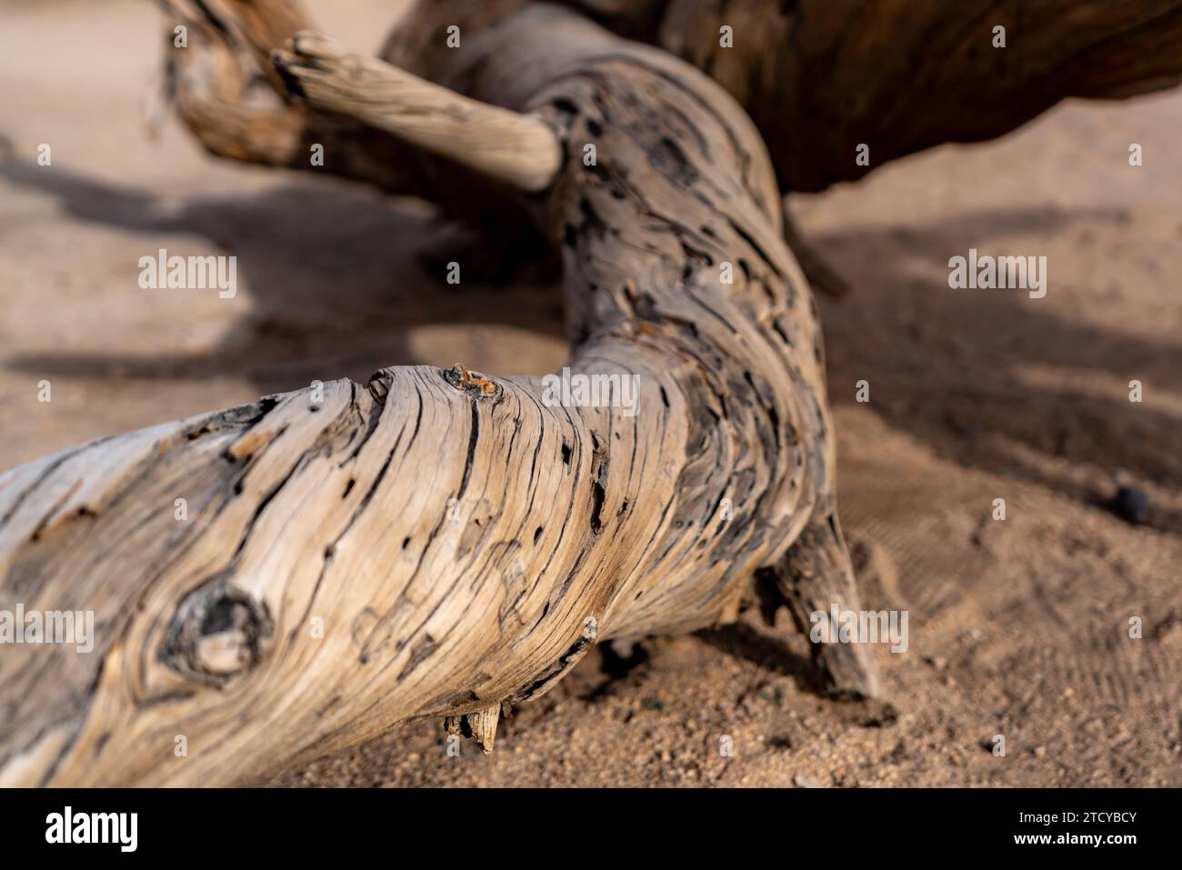 Closeup Image of aged wood texture on ground within the desert of ...