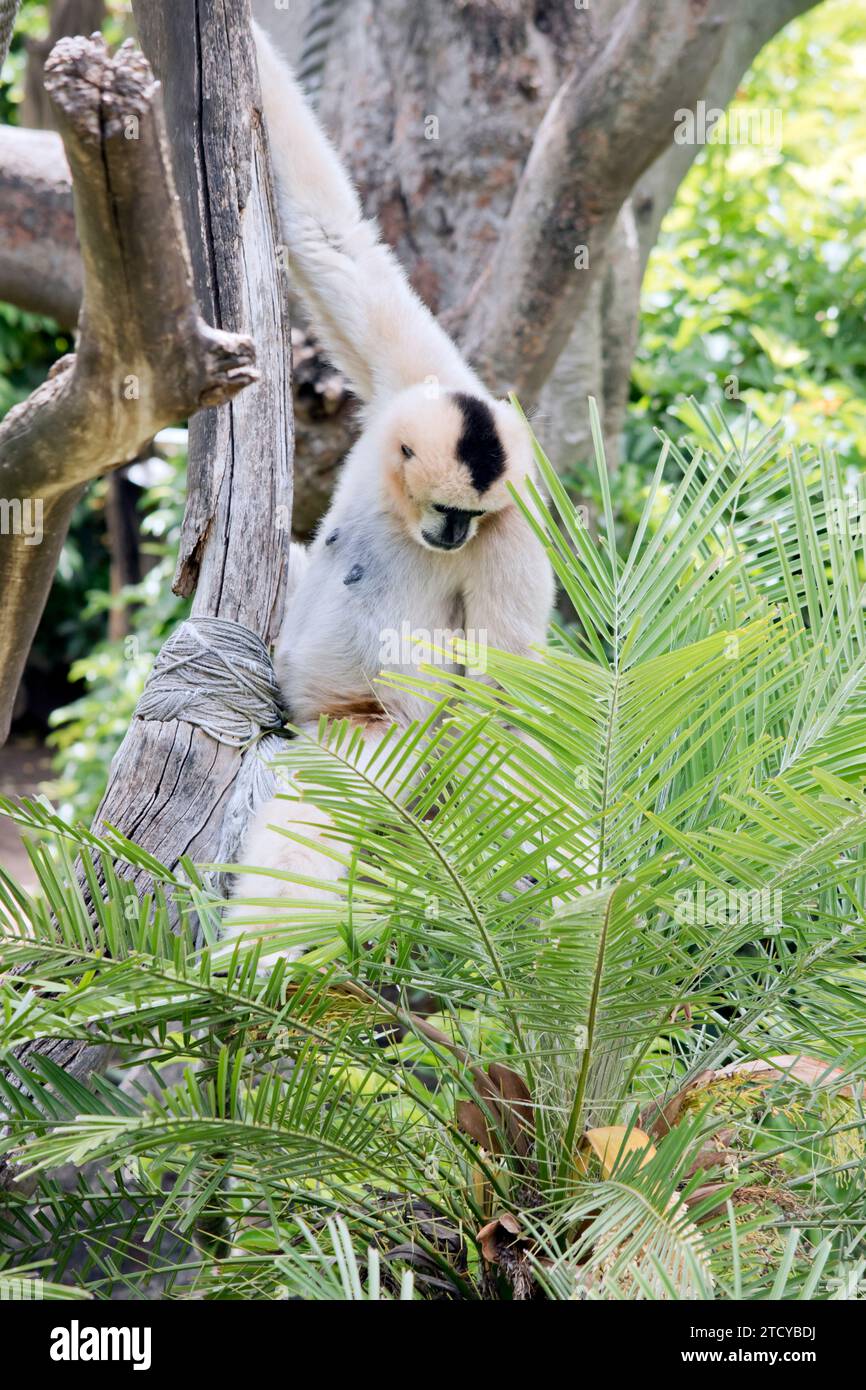 this is a female white cheeked gibbon in a tree Stock Photo - Alamy