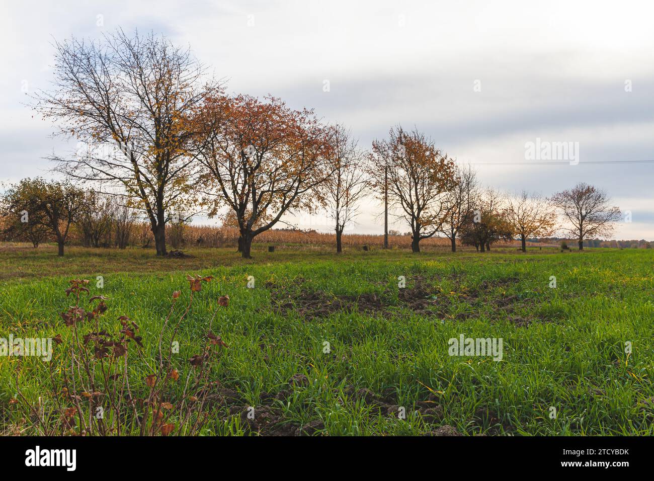 Landscape in the countryside. Sunny day in July Stock Photo - Alamy