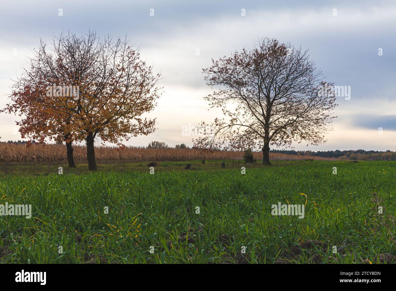Landscape in the countryside. Sunny day in July Stock Photo - Alamy