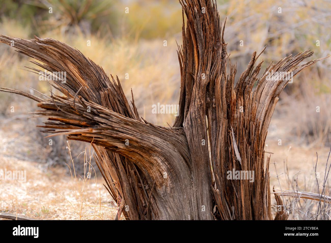 Closeup Image of aged wood texture on ground within the desert of ...