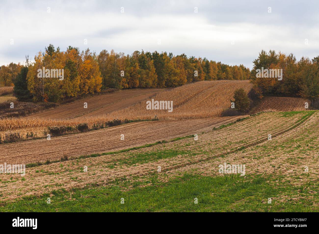 Landscape in the countryside. Sunny day in July Stock Photo - Alamy