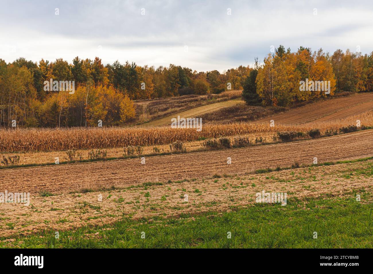 Landscape in the countryside. Sunny day in July Stock Photo - Alamy
