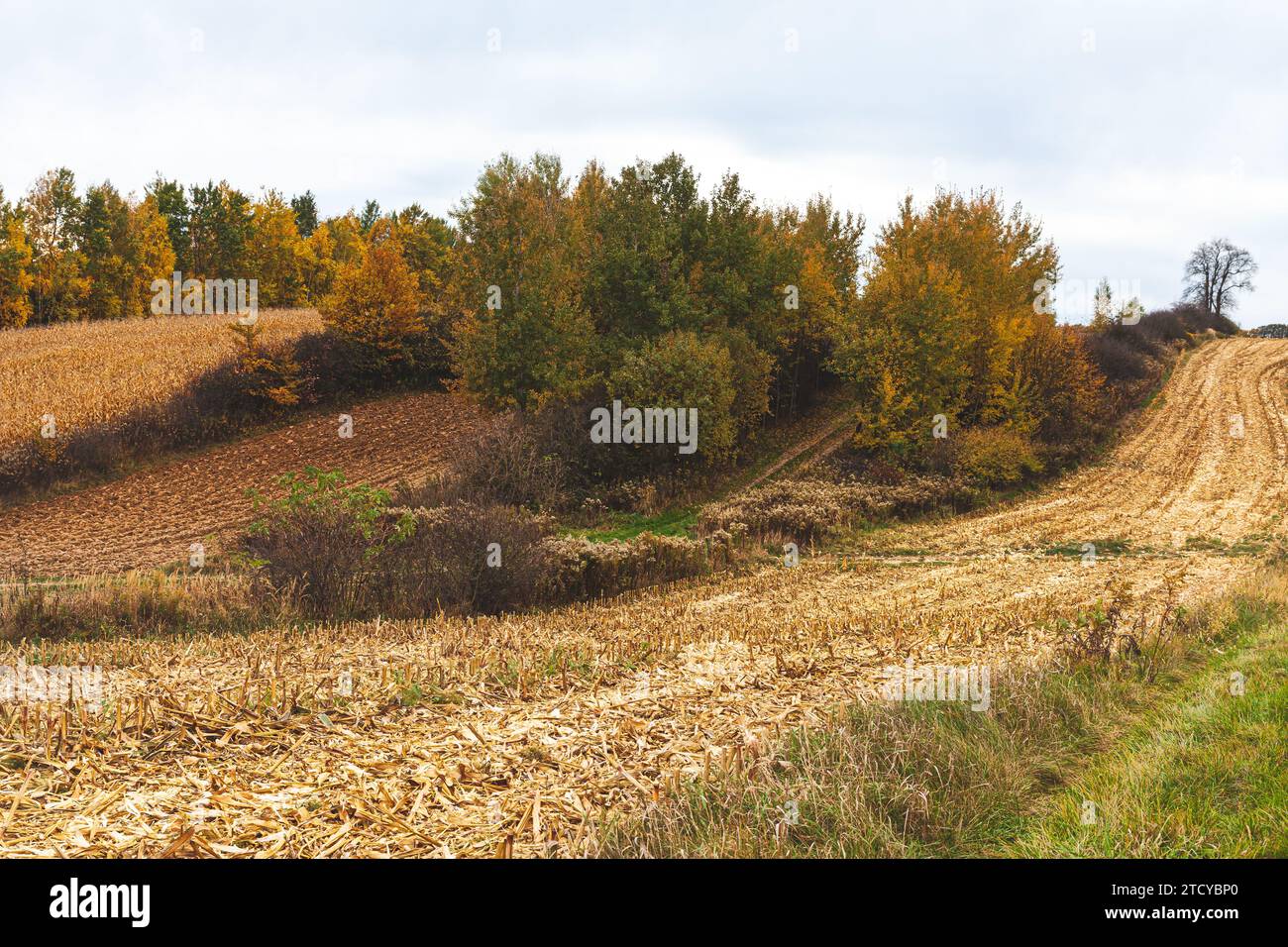 Landscape in the countryside. Sunny day in July Stock Photo - Alamy
