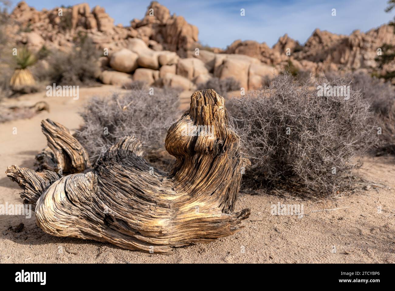 Closeup Image of aged wood texture on ground within the desert of ...