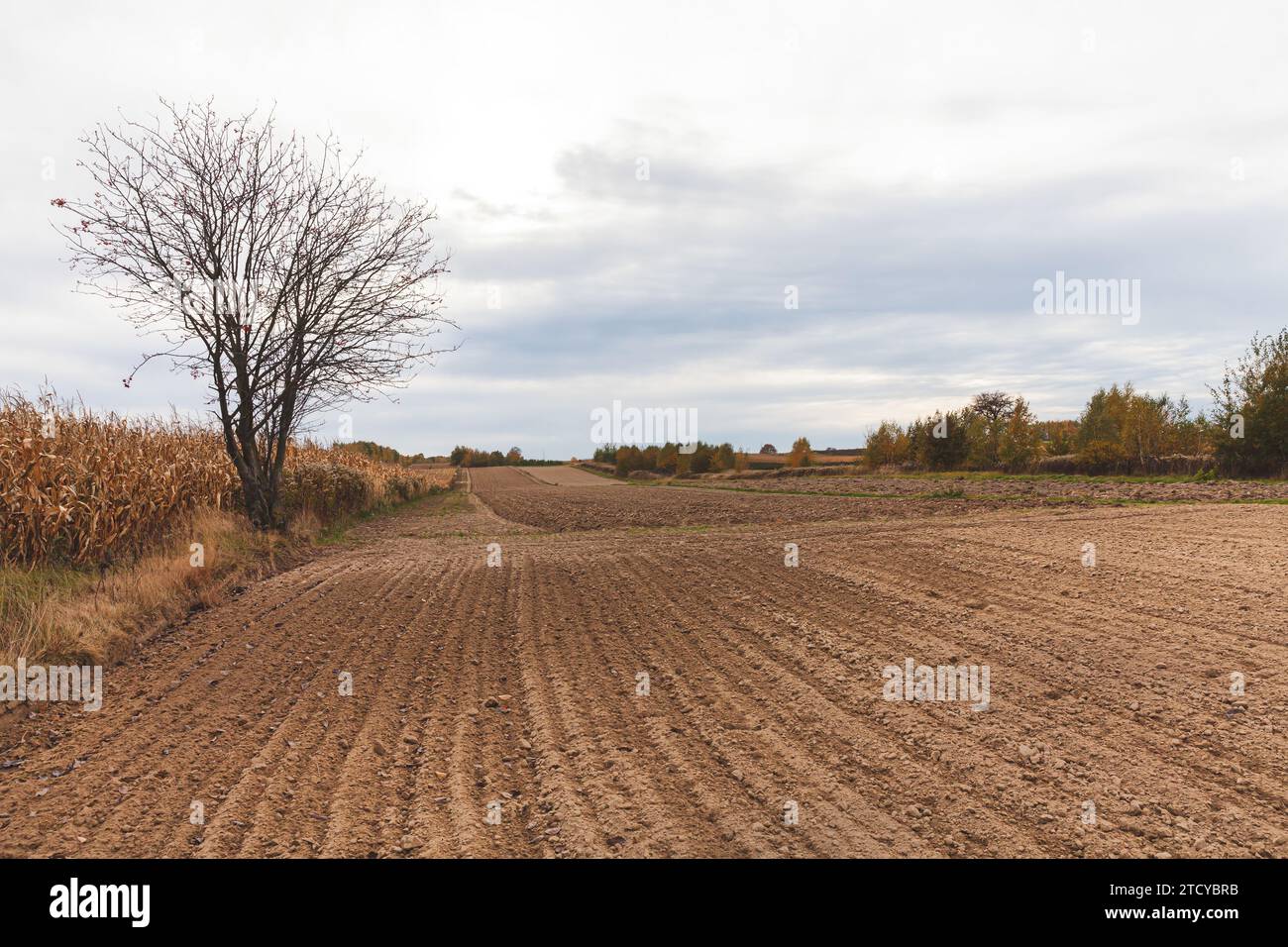 Landscape in the countryside. Sunny day in July Stock Photo - Alamy