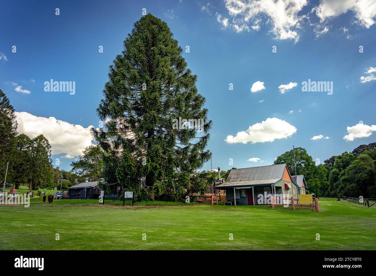 Bunya Mountains, QLD, Australia - Giant Bunya pine trees in the village ...