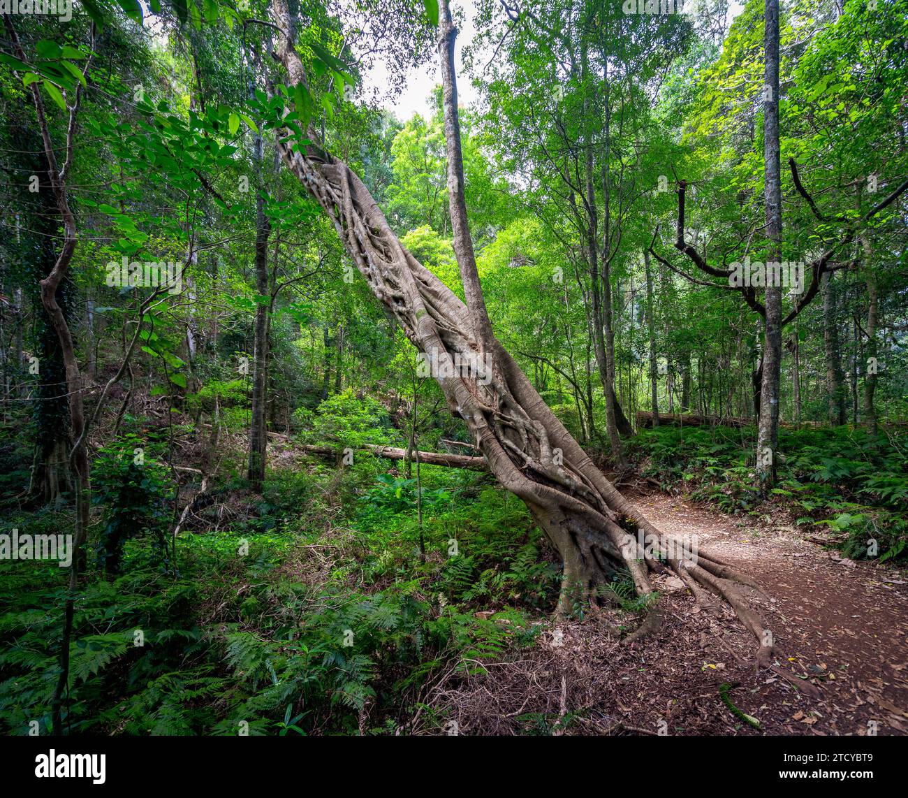 Walking track through the forest in Bunya Mountains National Park ...