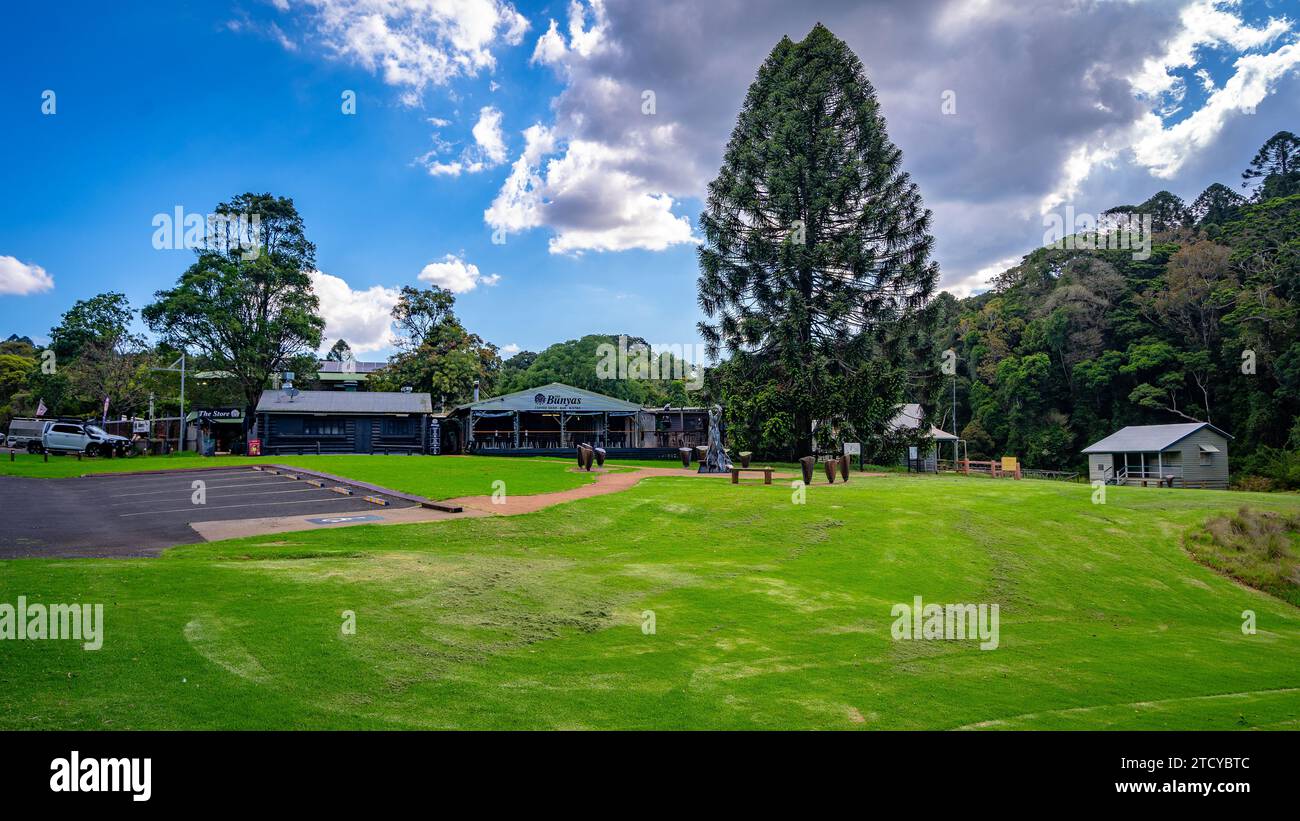 Bunya Mountains, QLD, Australia - Giant Bunya pine trees in the village ...