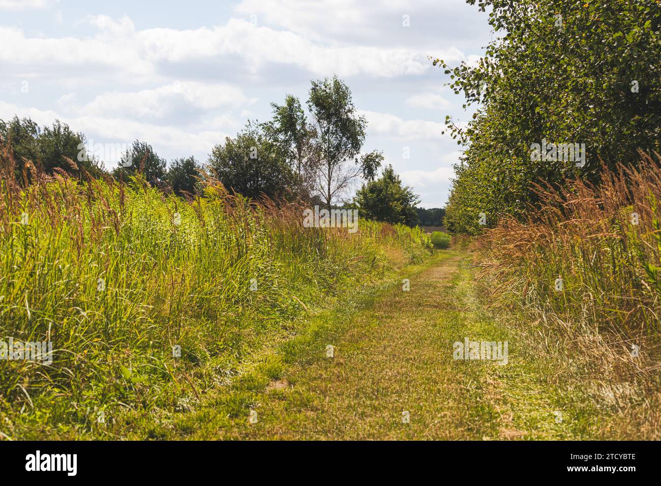 Landscape in the countryside. Sunny day in July Stock Photo - Alamy