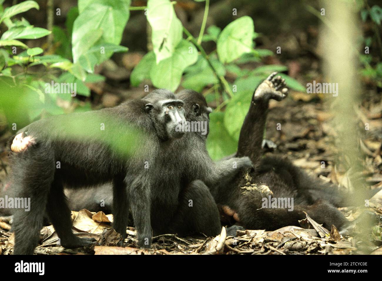 Primate behavioral adaptation hi-res stock photography and images - Alamy