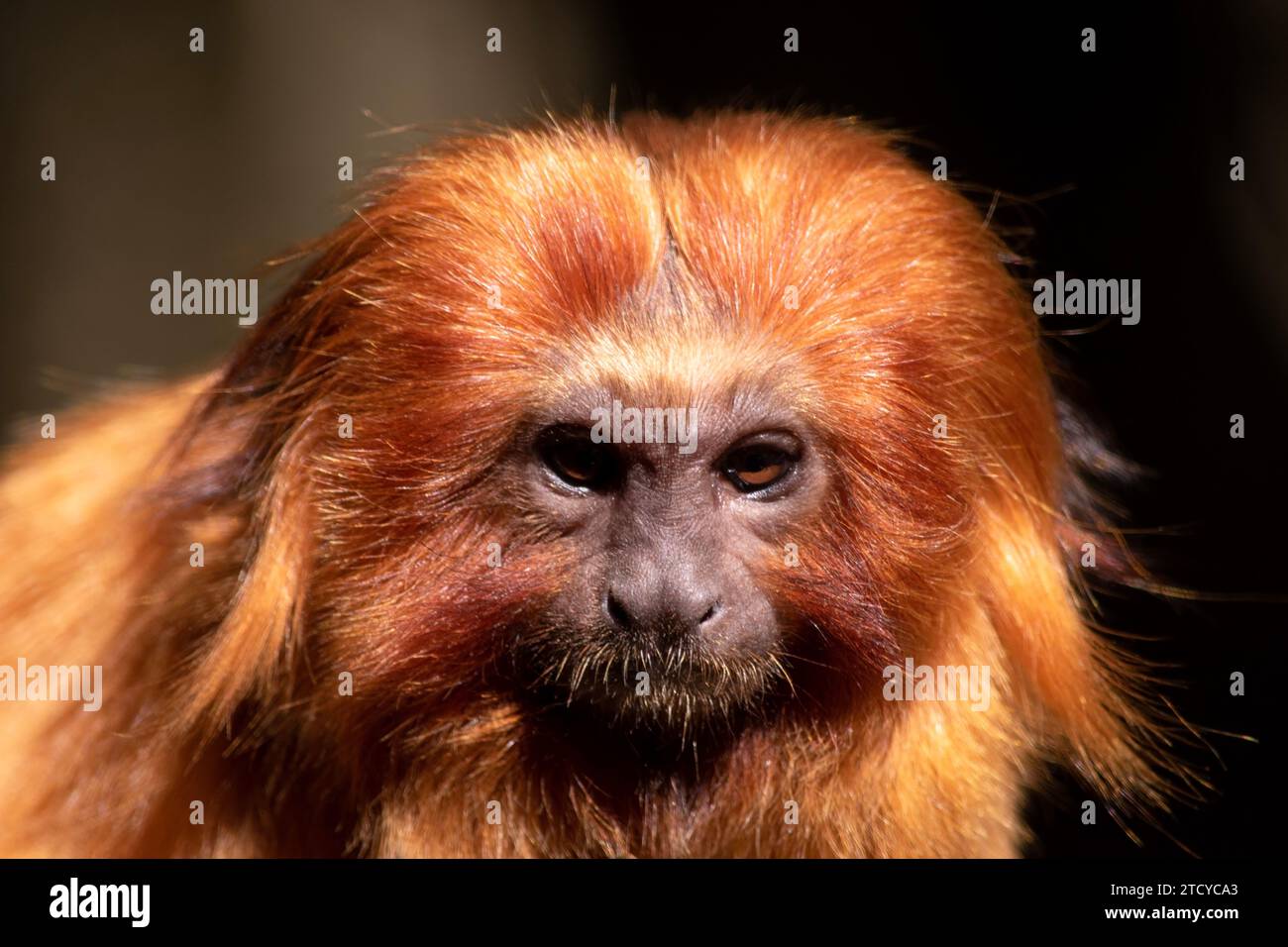 the golden lion tamarin South America primates with a magnificent ...