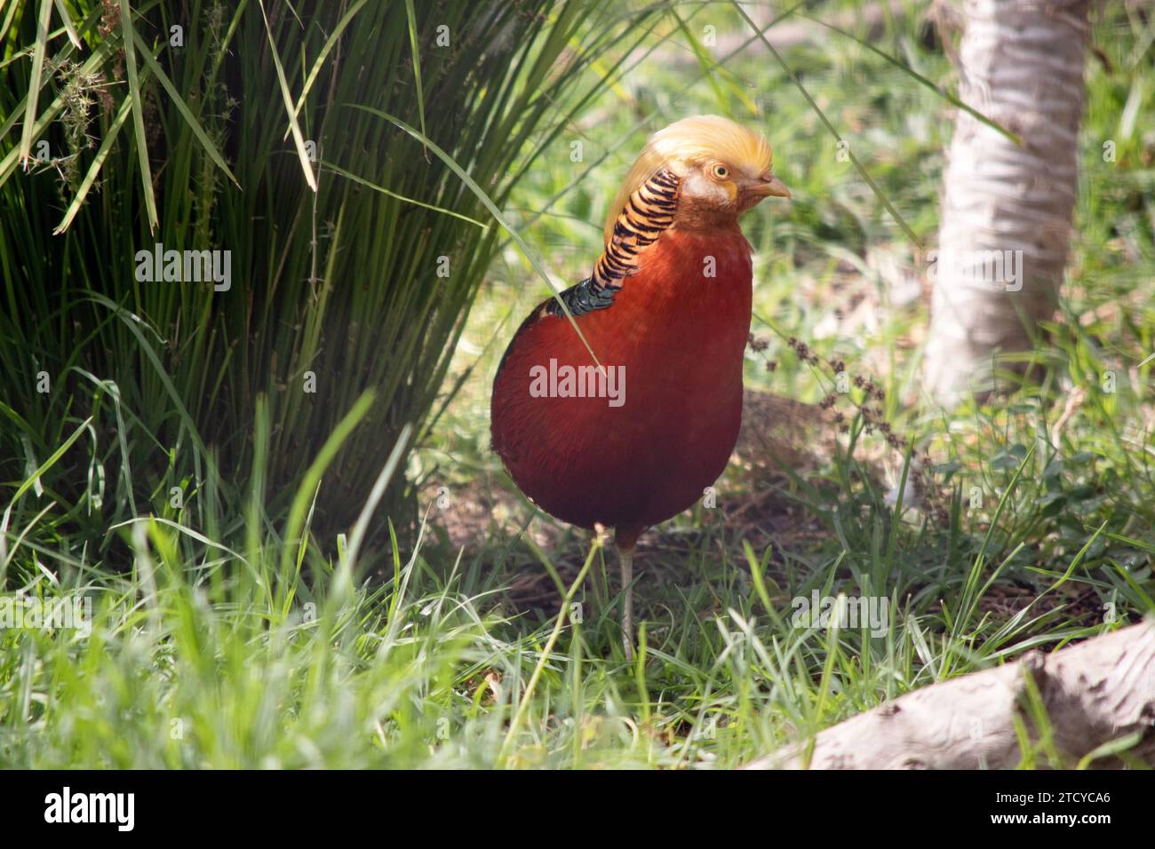 the male golden pheasant is very brightly coloured with a yellow crown ...