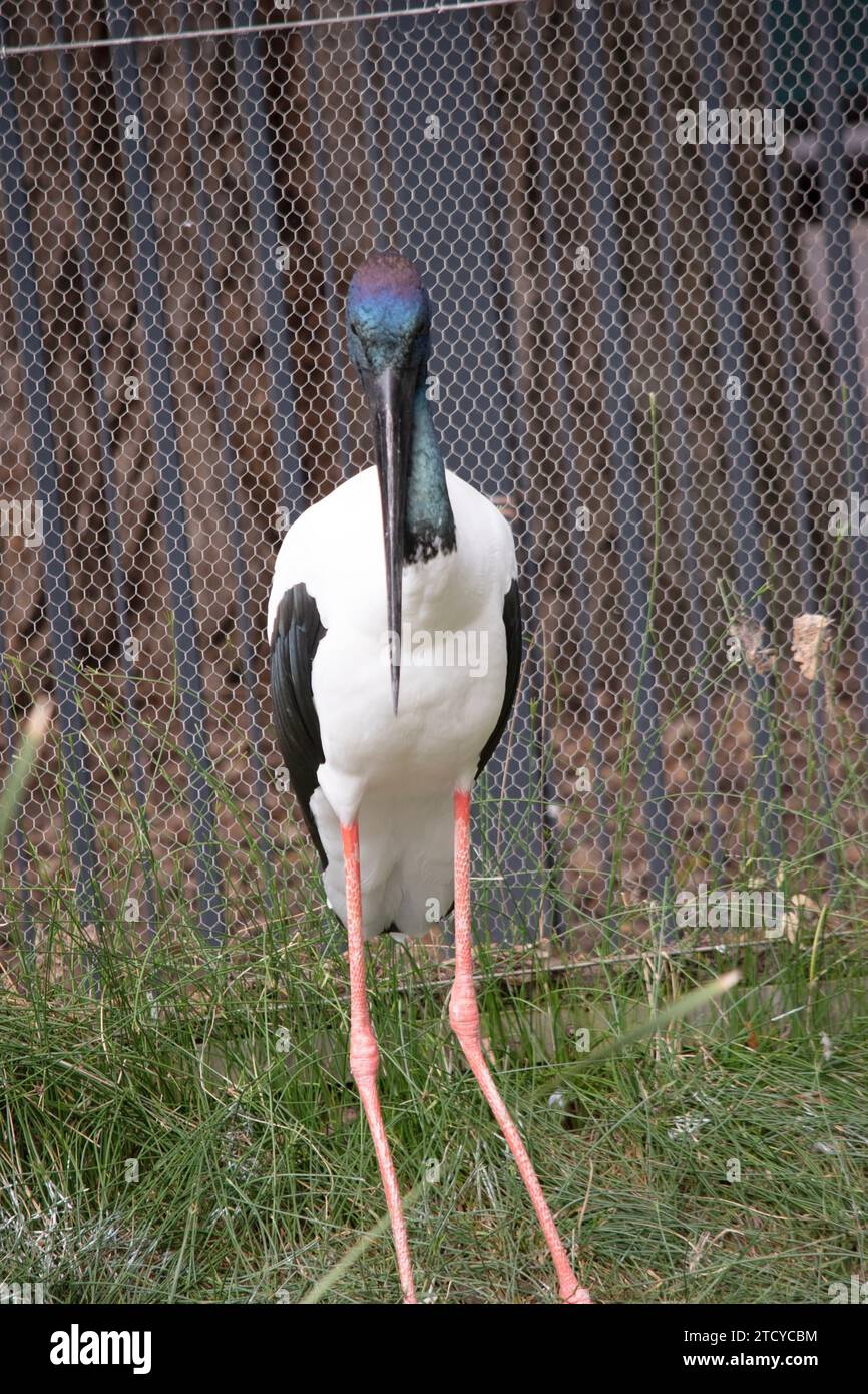 The head and neck of a jabiru are black with an iridescent green and ...