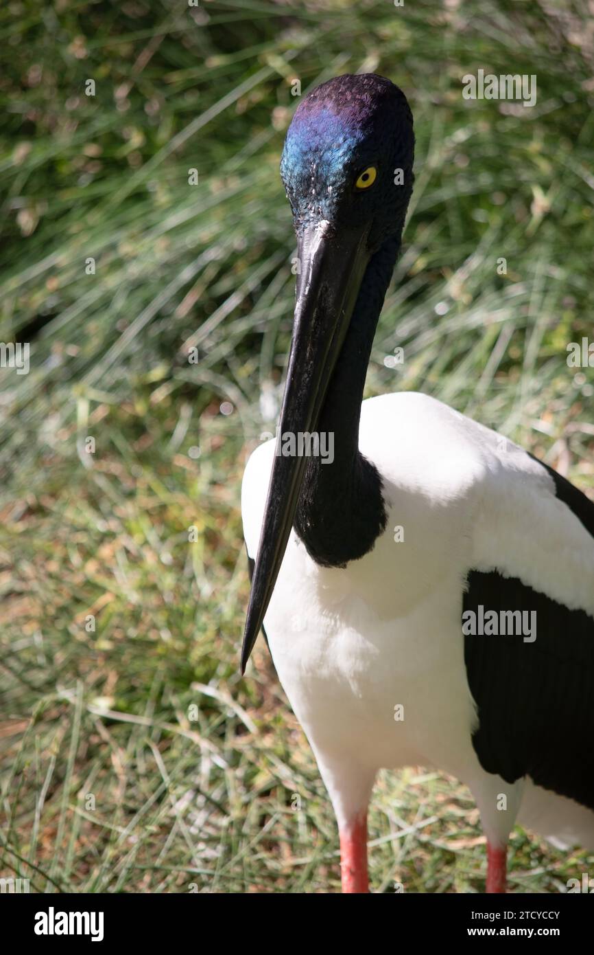 Purple blue head and neck hi-res stock photography and images - Alamy