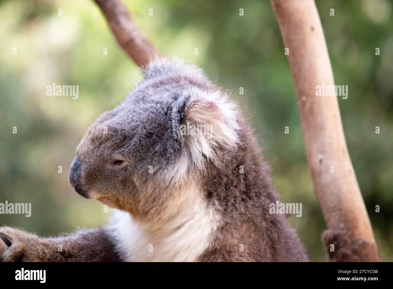the Koala has a large round head, big furry ears and big black nose ...