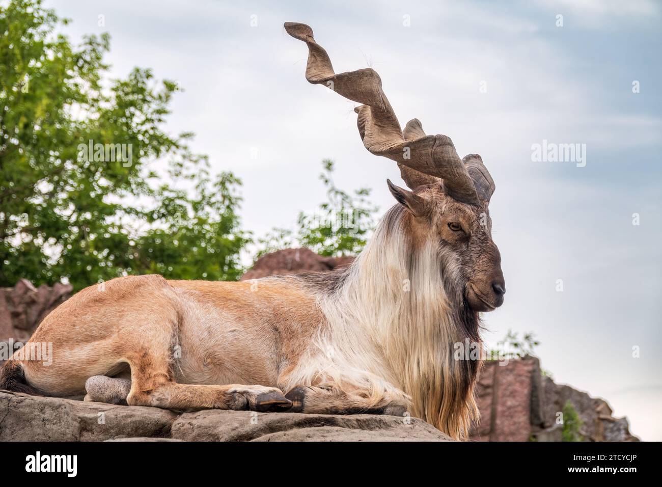 Markhor, Capra falconeri, wild goat native to Central Asia, Karakoram ...