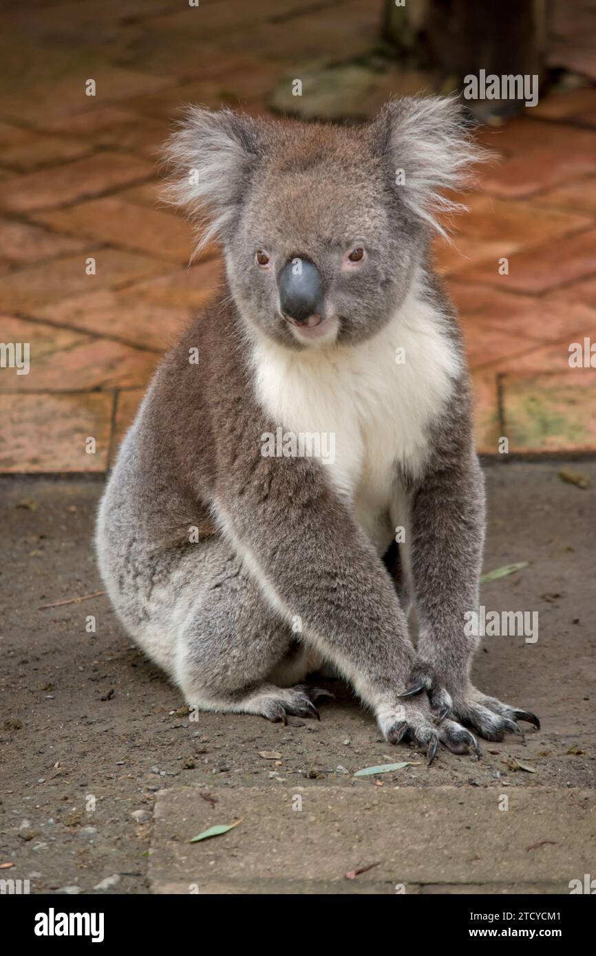 The Koala has a large round head, big furry ears and big black nose ...