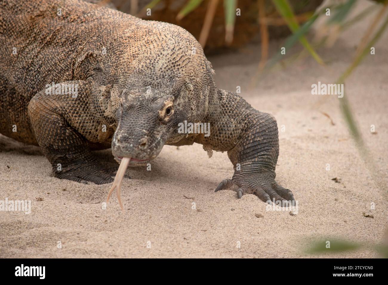 Komodo dragons are large lizards with long tails, strong and agile ...