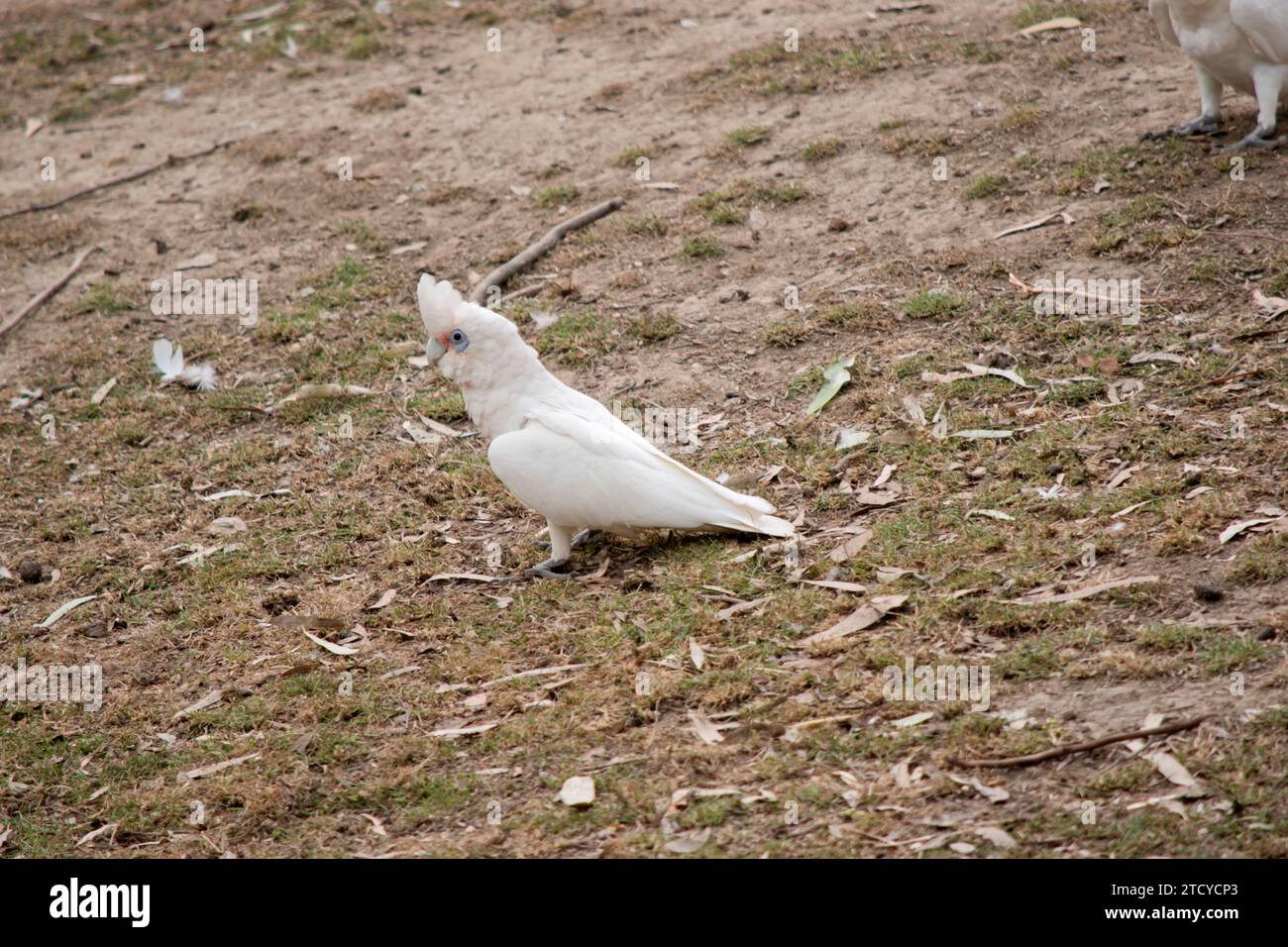 the little corella is an all white bird with red on the face with a ...