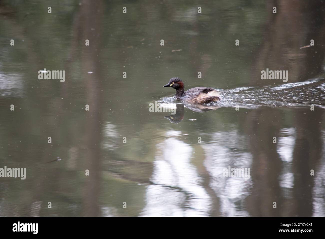 the little grebe is predominantly dark above with its rich, rufous ...