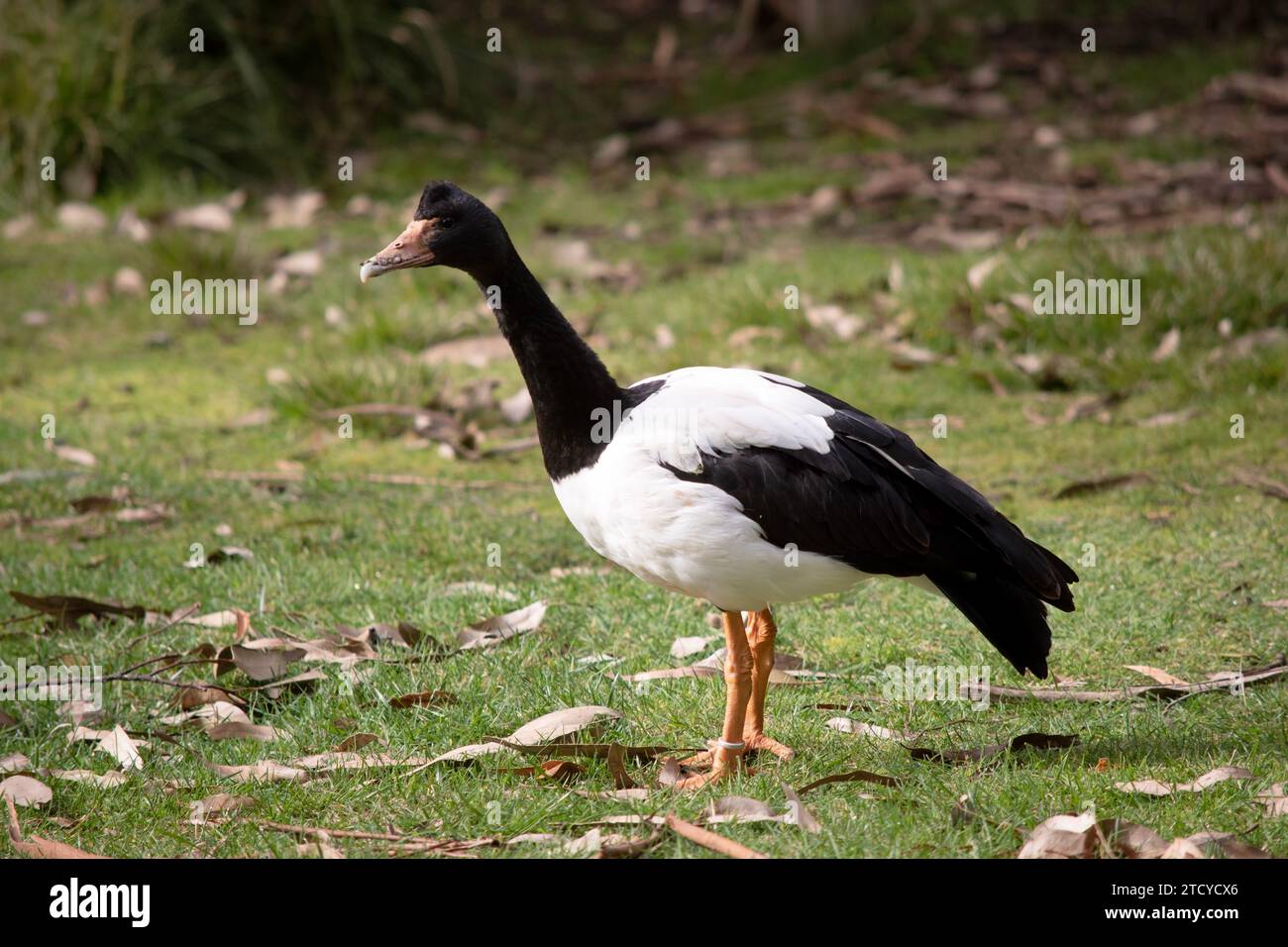 The magpie goose is a black and white seabird with black head and neck ...