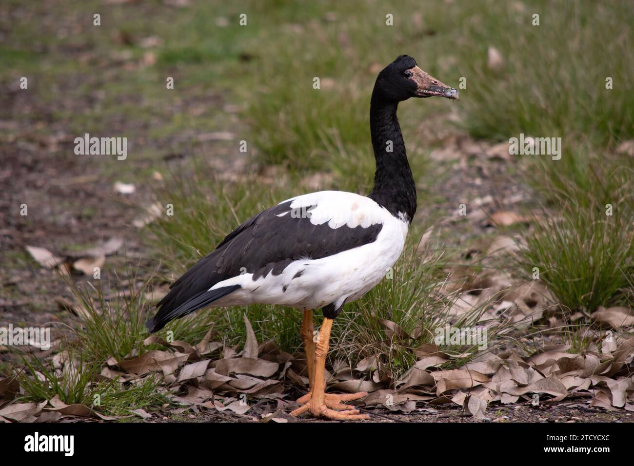 Long neck goose hi-res stock photography and images - Alamy