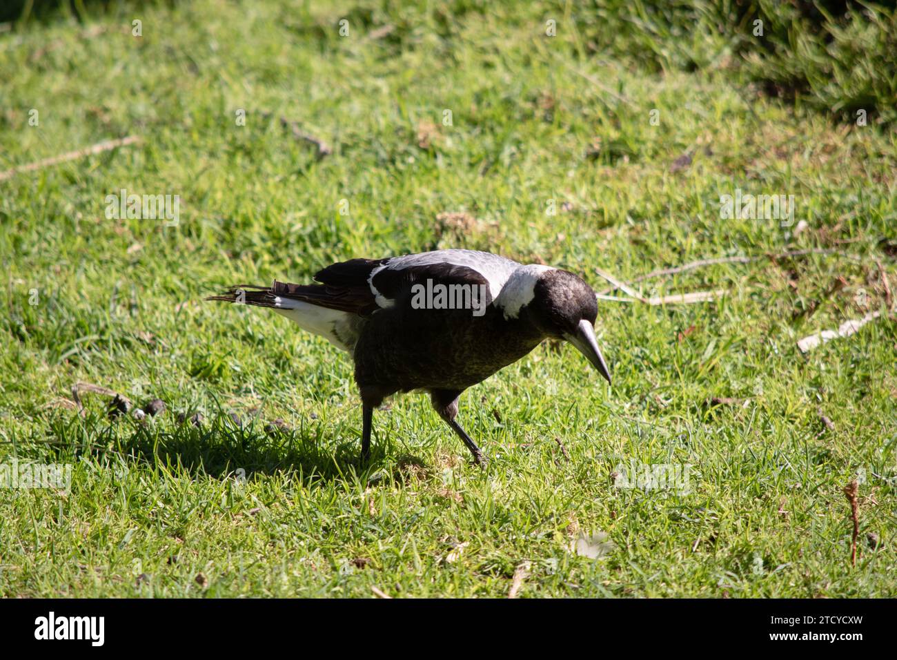 The magpie is a distinctive looking bird, with glossy black and ...