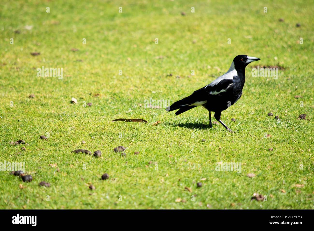 The magpie is a distinctive looking bird, with glossy black and ...