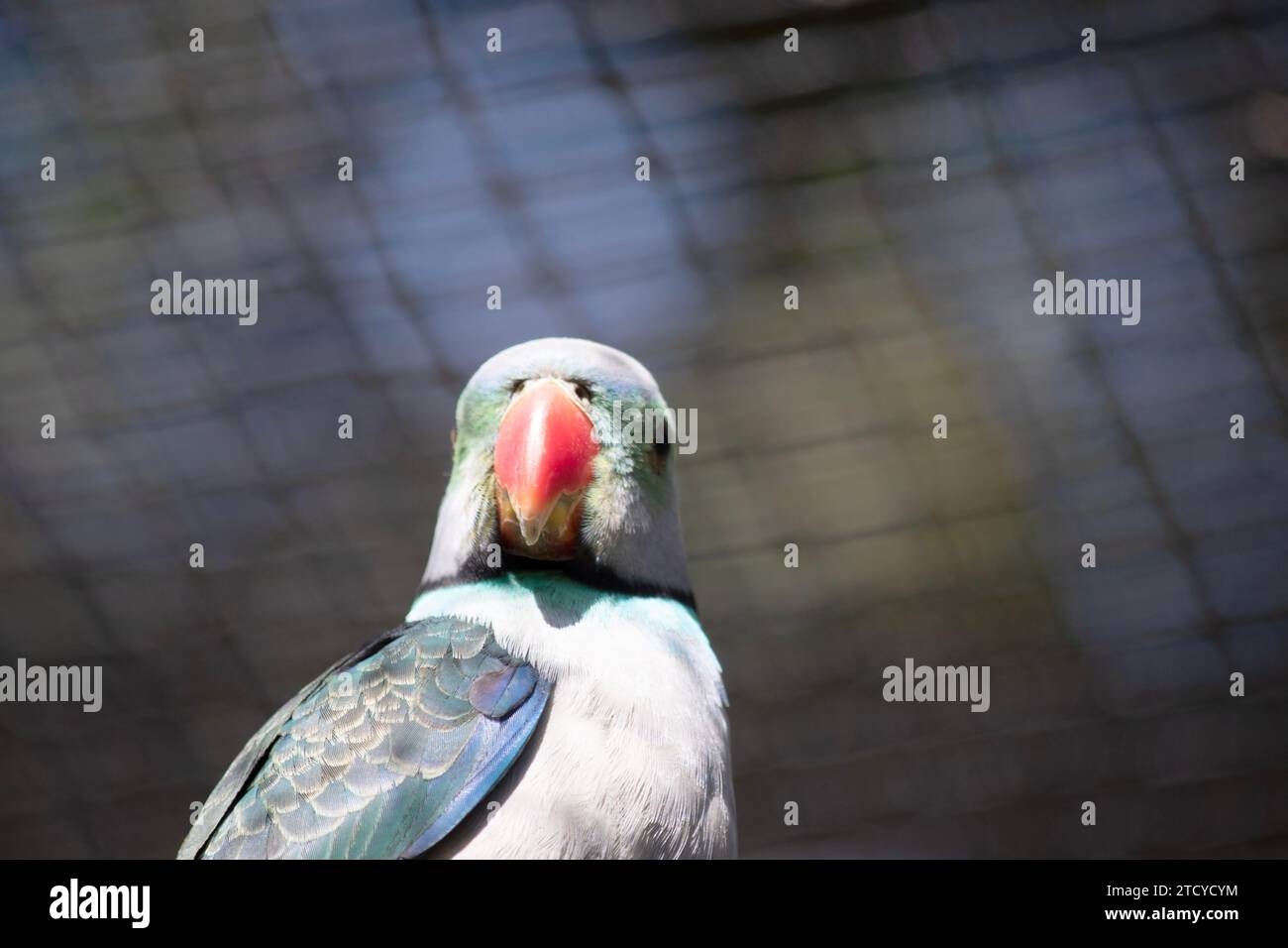 The Malabar parakeet, known also as the blue-winged parakeet, is a ...