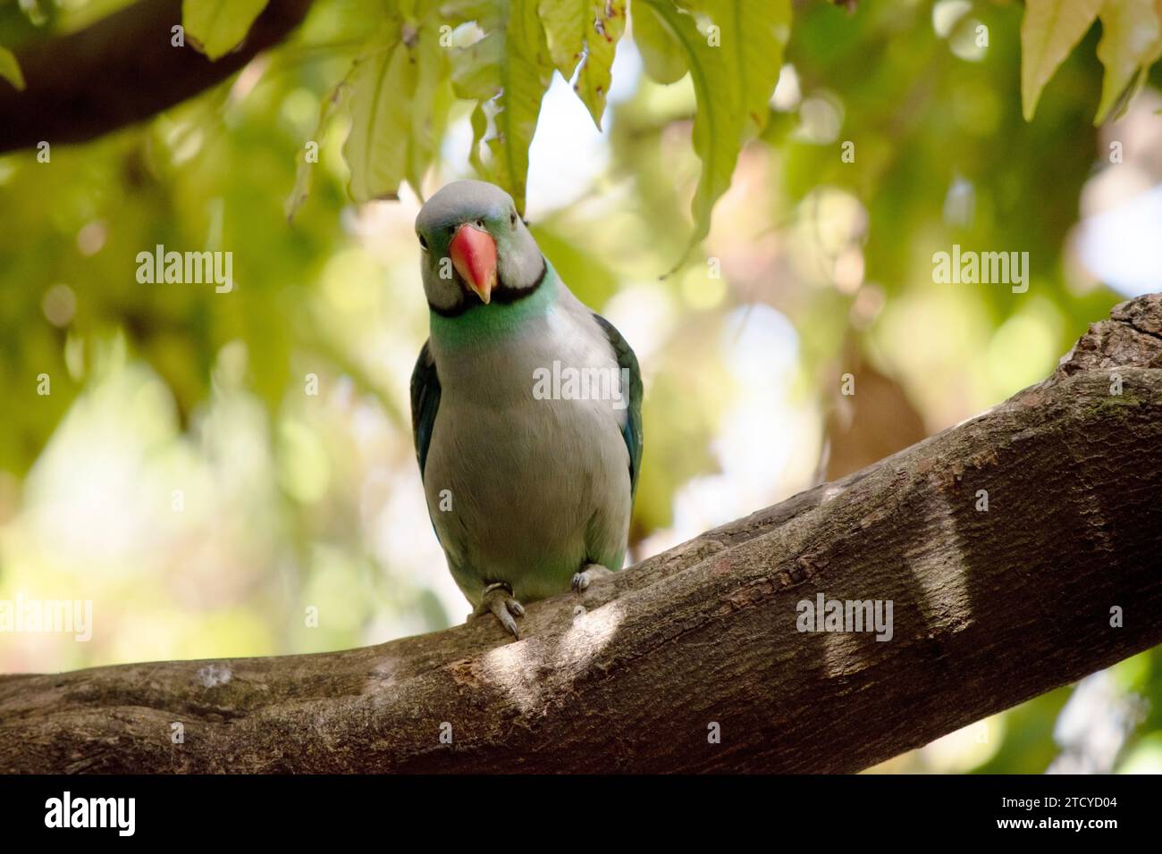 The Malabar parakeet has a mantle dove-grey fading to greyish-green on ...