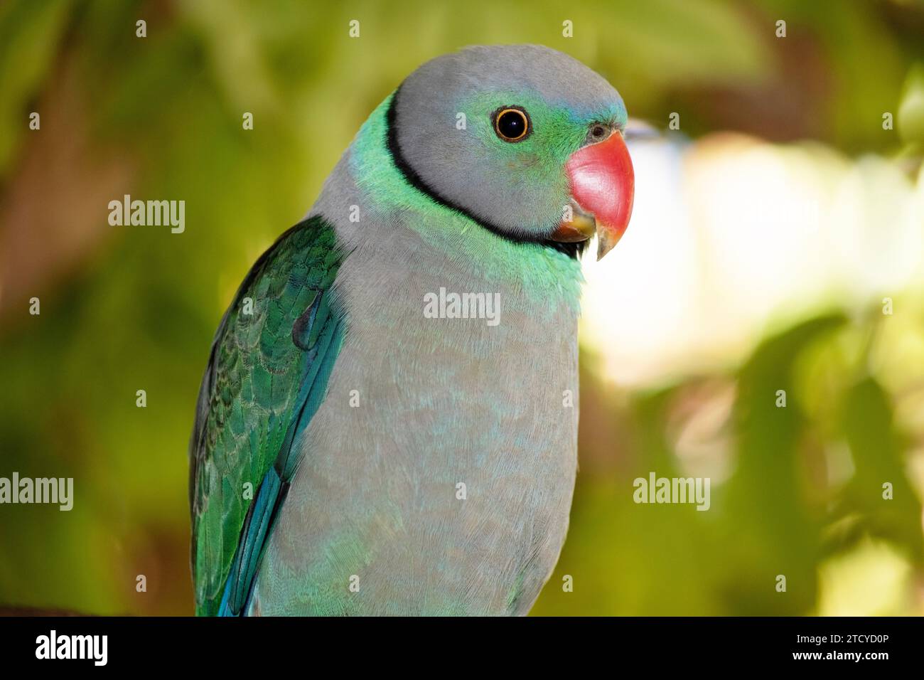 The Malabar parakeet has a mantle dove-grey fading to greyish-green on ...