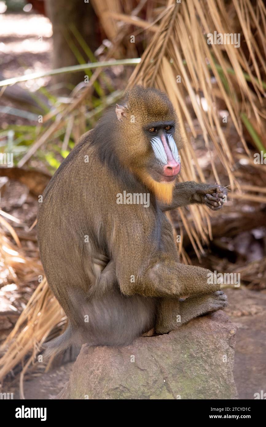 the mandrill has thick ridges along the nose that are purple and blue ...