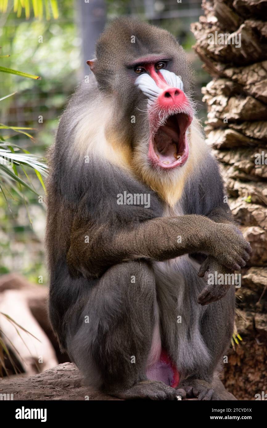 the mandrill has thick ridges along the nose that are purple and blue ...