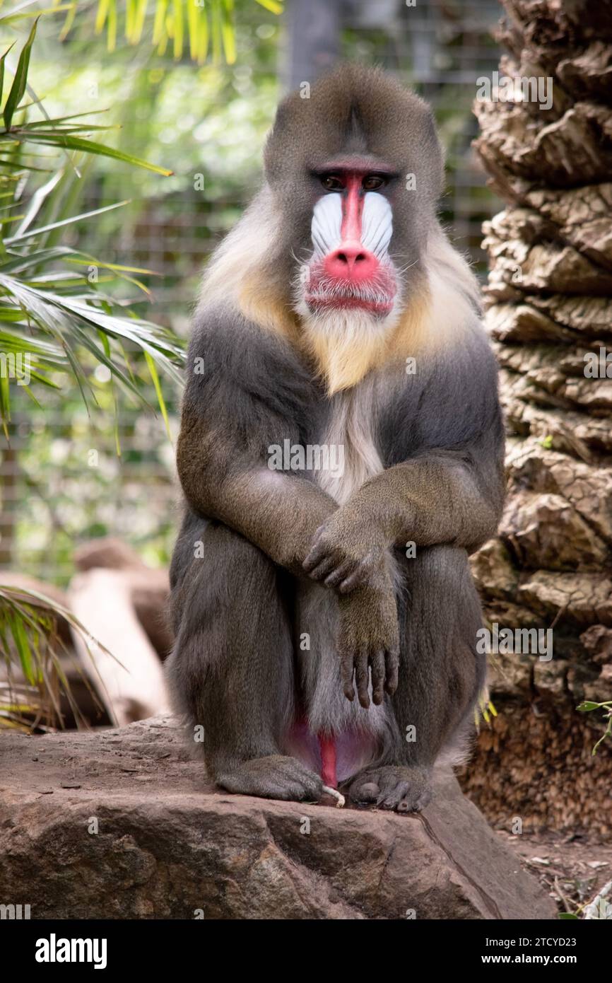 the mandrill has thick ridges along the nose that are purple and blue ...