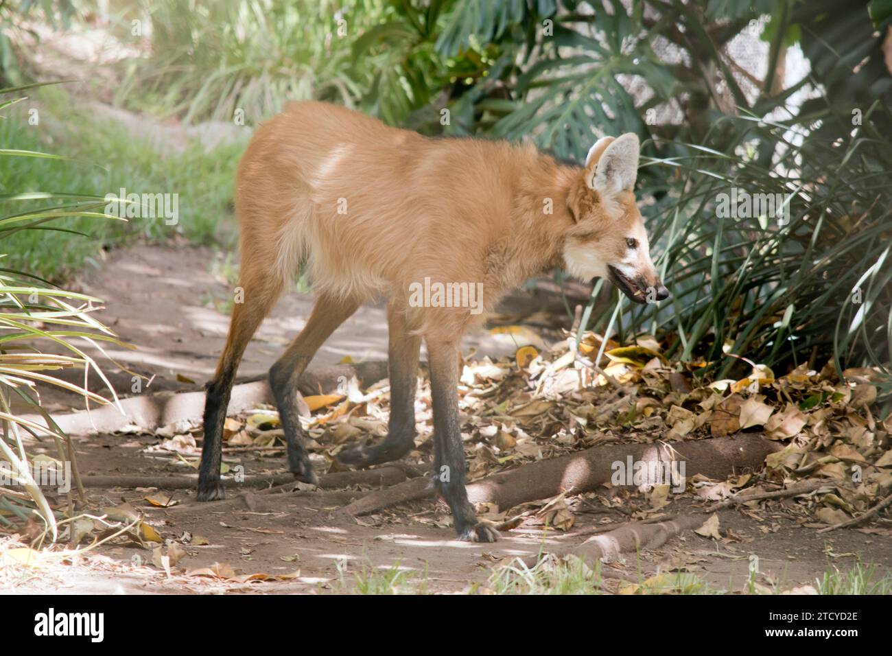 Wolf nose hi-res stock photography and images - Alamy