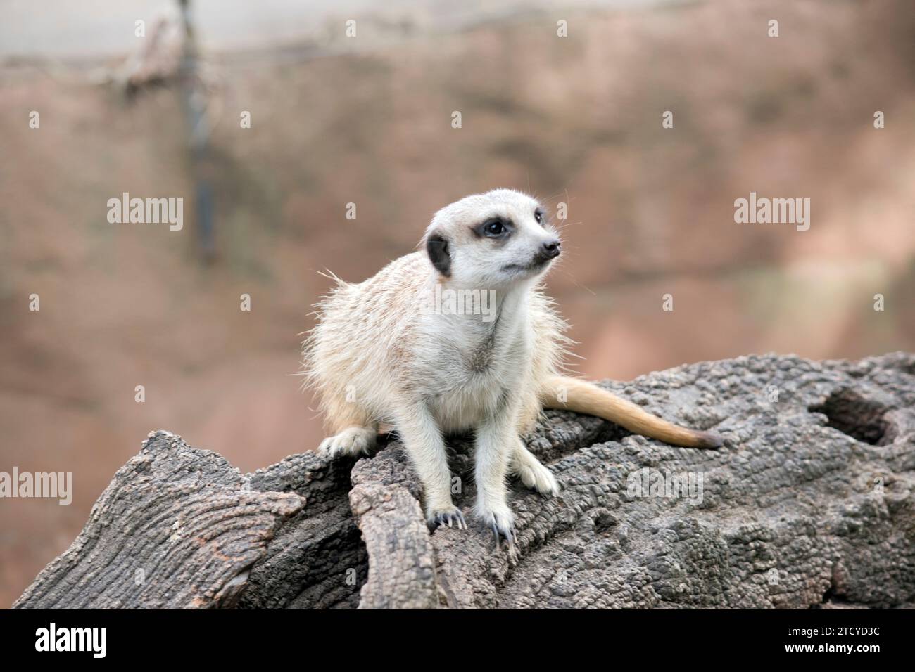 meerkats are extremely cute, with bushy, brown-striped fur, a small ...