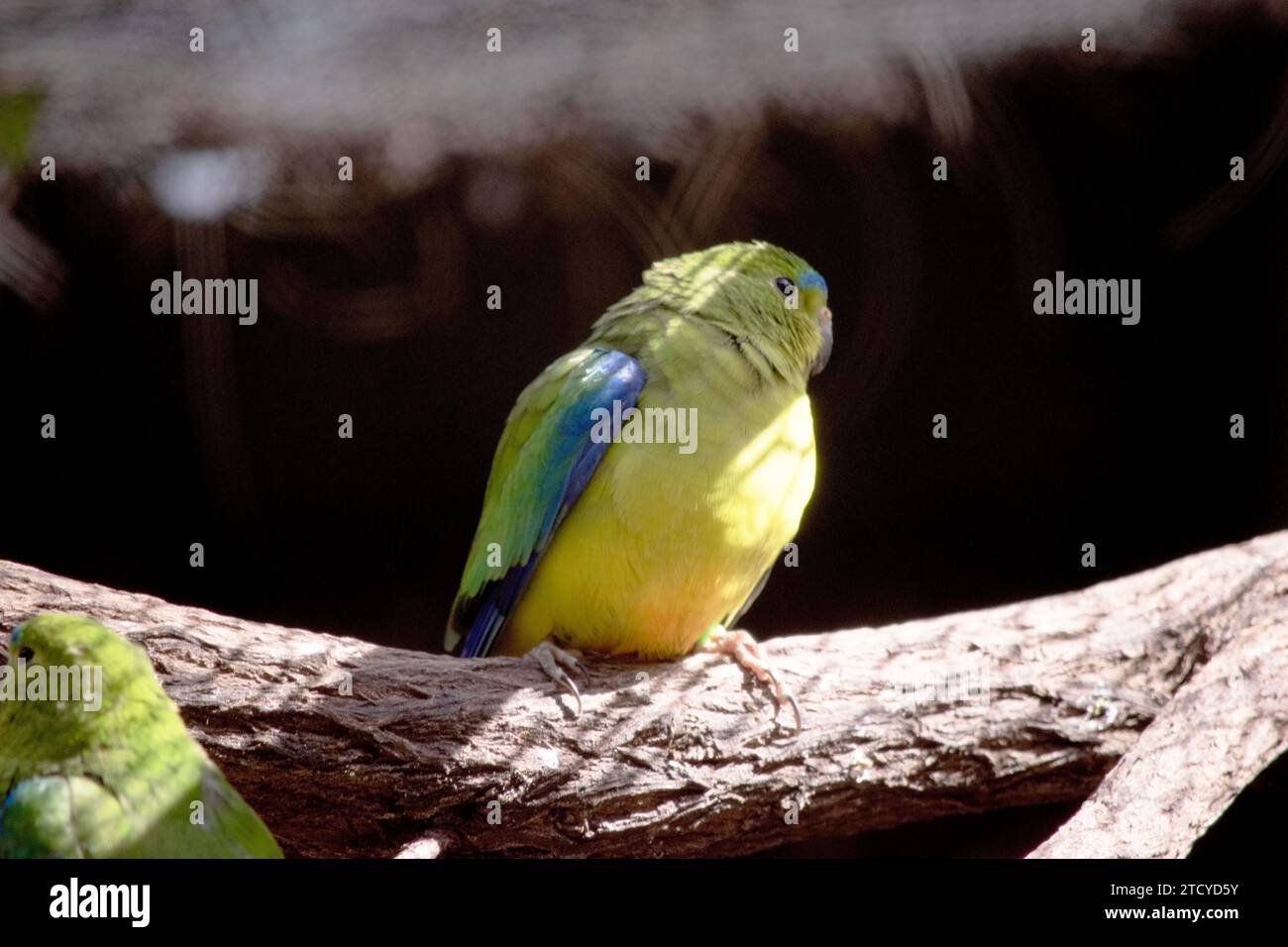 The Orange-bellied Parrot is a small, stocky, ground-dwelling parrot ...